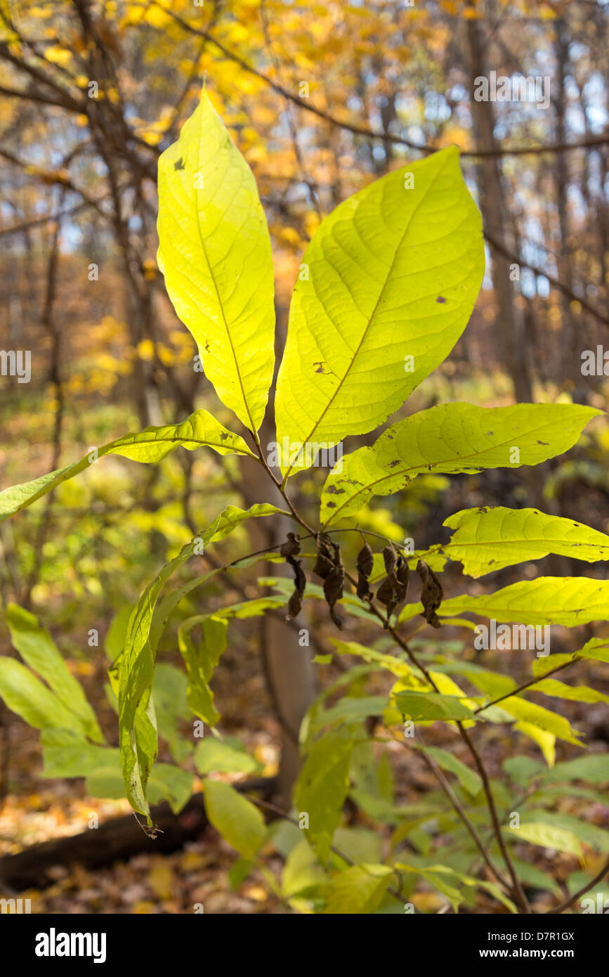 Radnor lake hi-res stock photography and images - Alamy