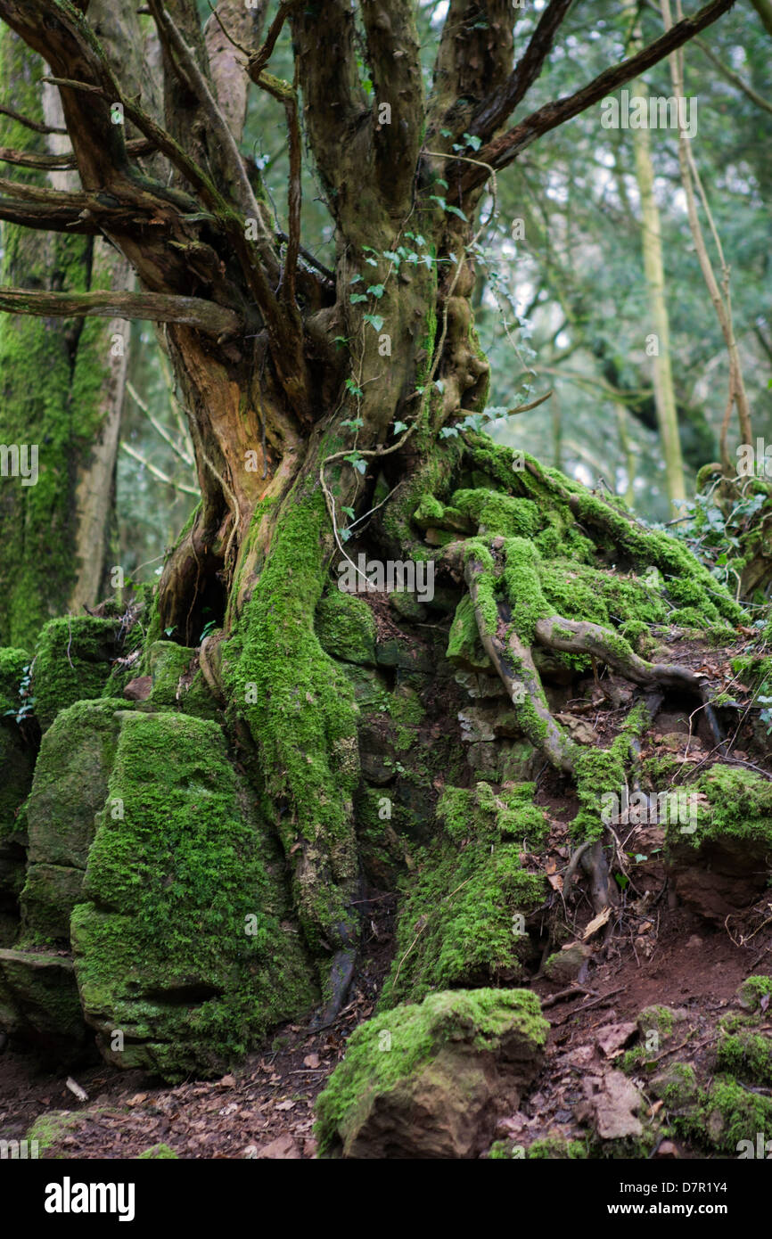 Scowle High Resolution Stock Photography and Images - Alamy