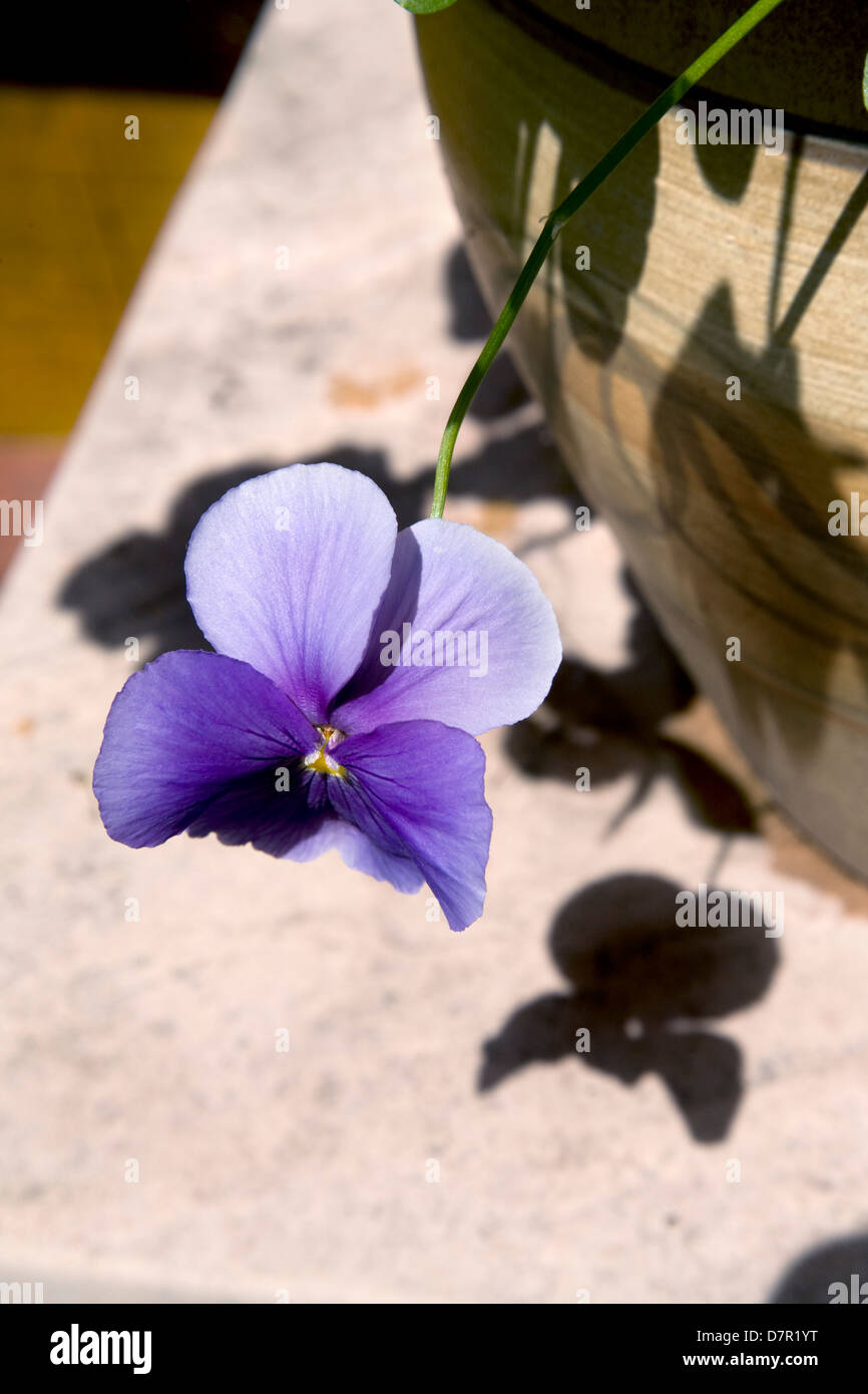 Single pansy in a pot with shaddow hi-res stock photography and images ...