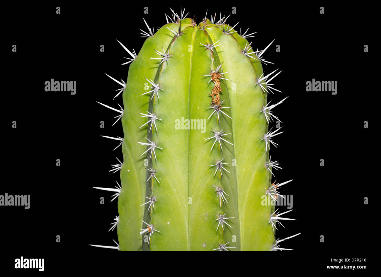Cereus cactus hi-res stock photography and images - Alamy