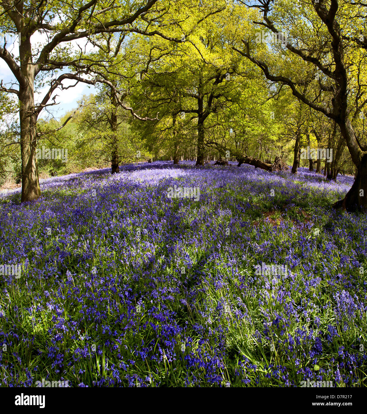 Pretty woods hi-res stock photography and images - Alamy