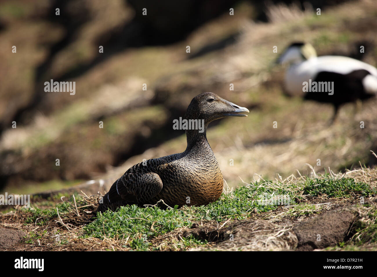 Female Eider duck sitting on her nest whilst the brighter more ...