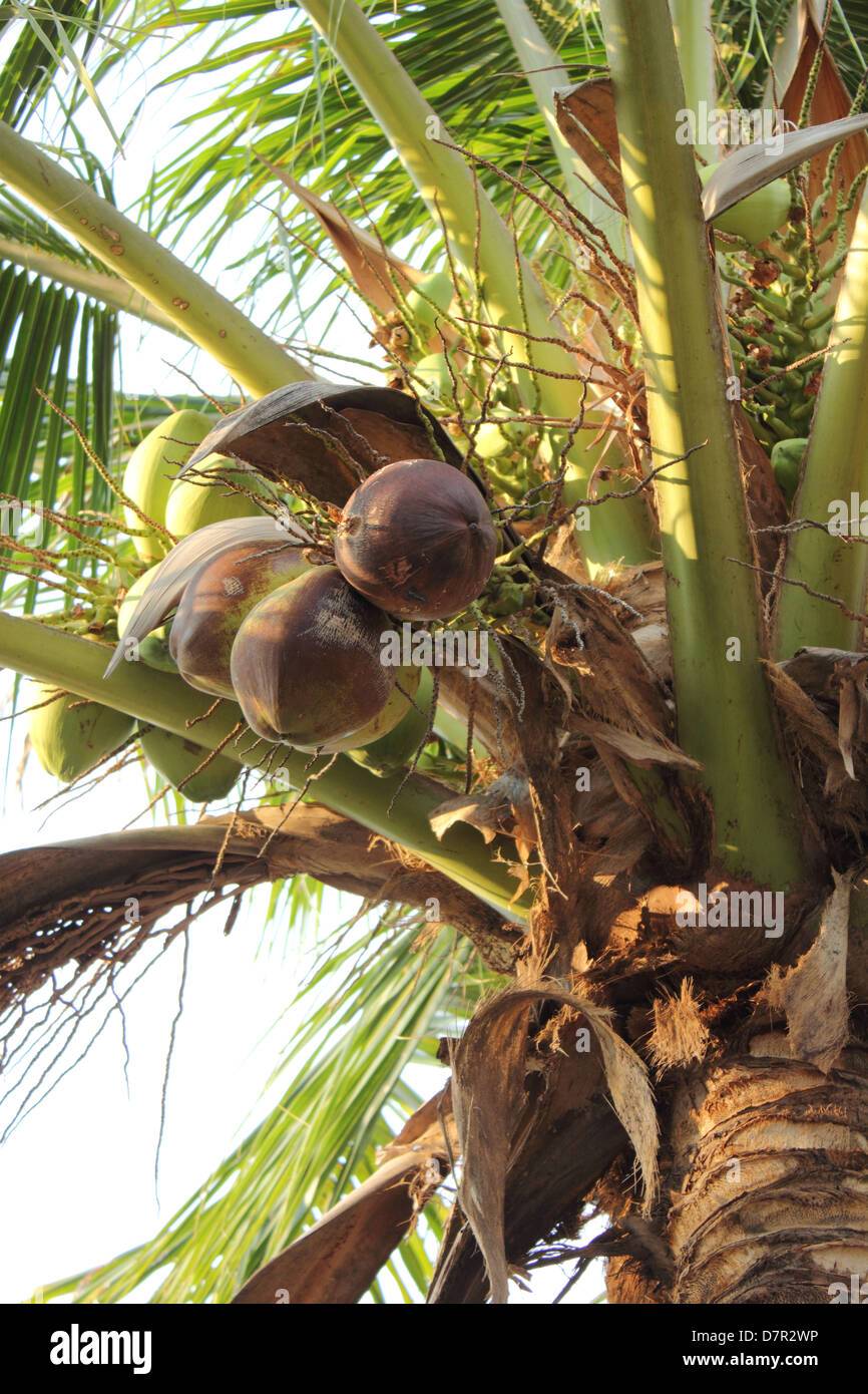 A Photo of coconuts on coconut tree Stock Photo - Alamy