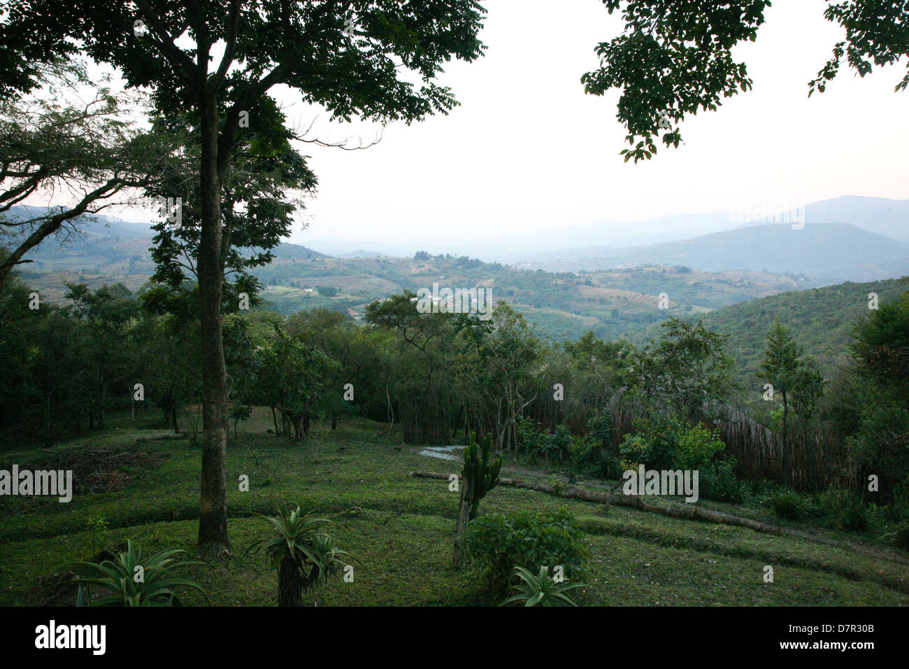 forest on a hill landscape Stock Photo - Alamy
