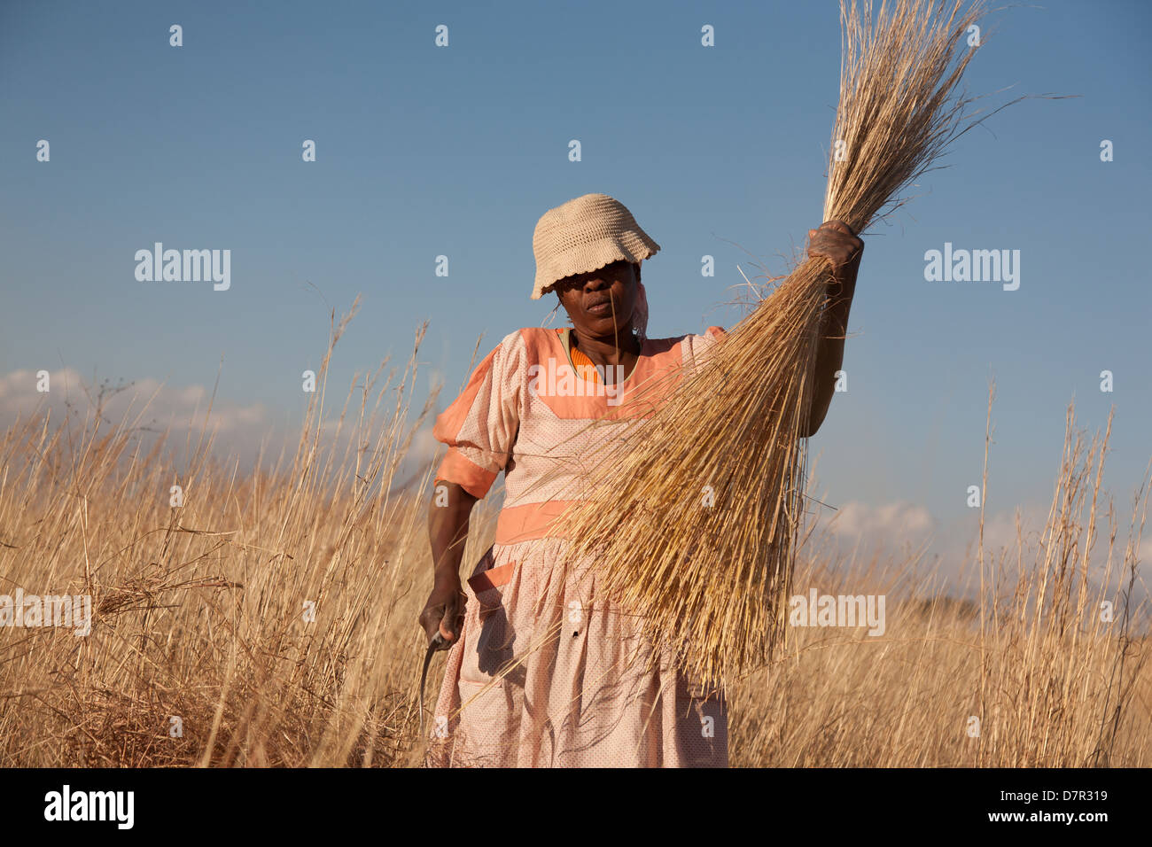 An African woman collecting and tying a bundle of grass in the field ...