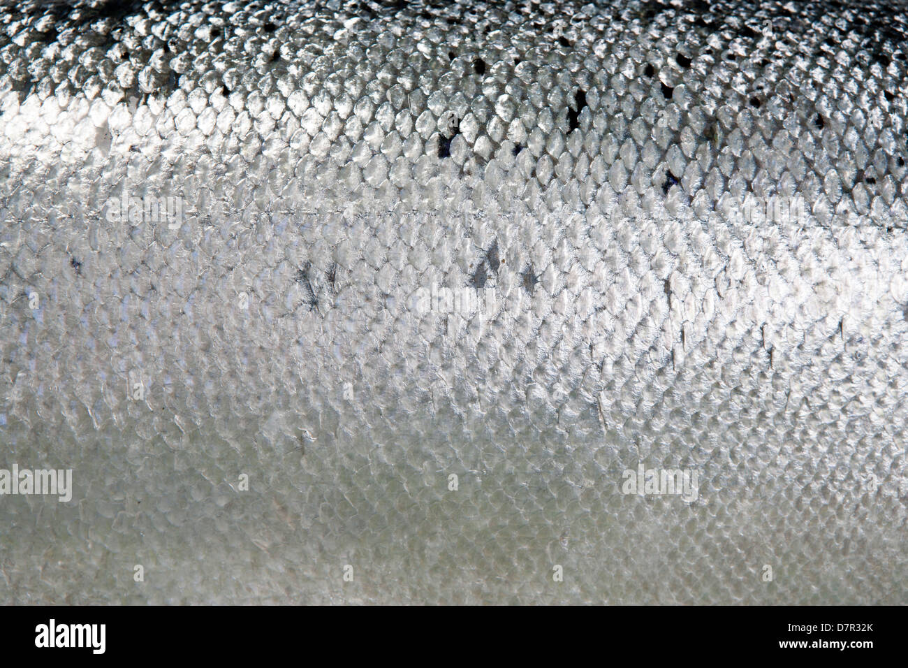 Salmon. Golden trout fillets Fish. Fresh salmon. Fillet Stock Photo - Alamy