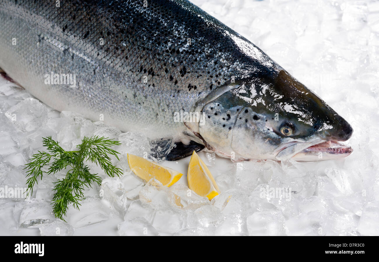 color cooking dill dinner domestic eating eye fillet fish food fresh ...