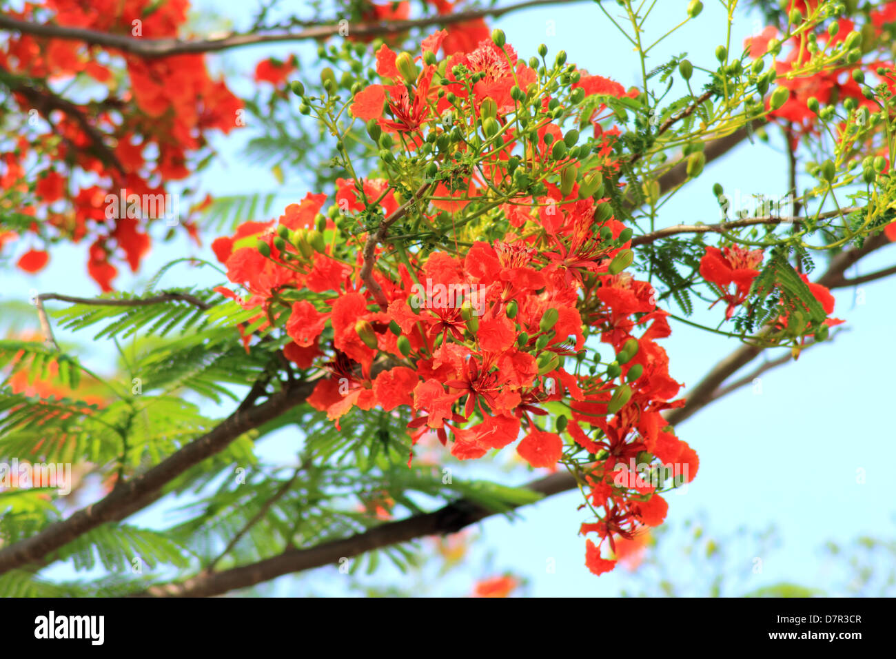 Beautiful and bright red flowers bloomed on a tree Stock Photo - Alamy