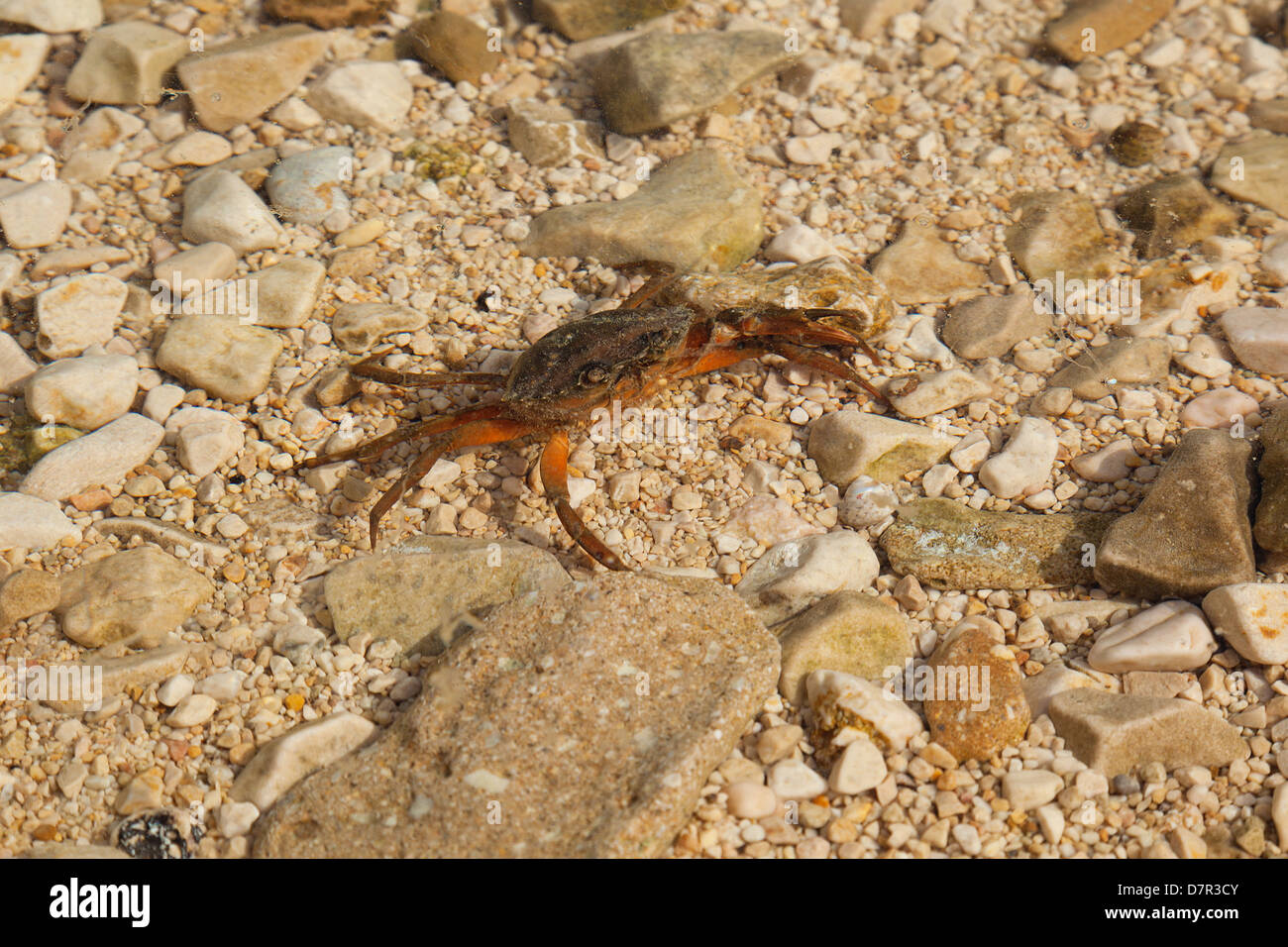 Crab by the water hi-res stock photography and images - Alamy