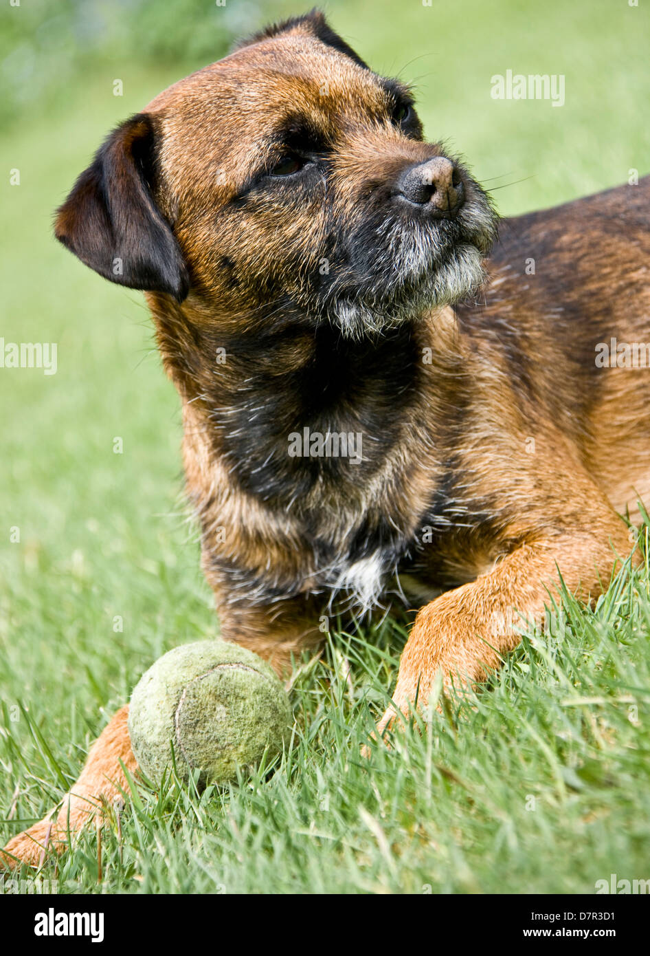 Are Border Terriers Aggressive
