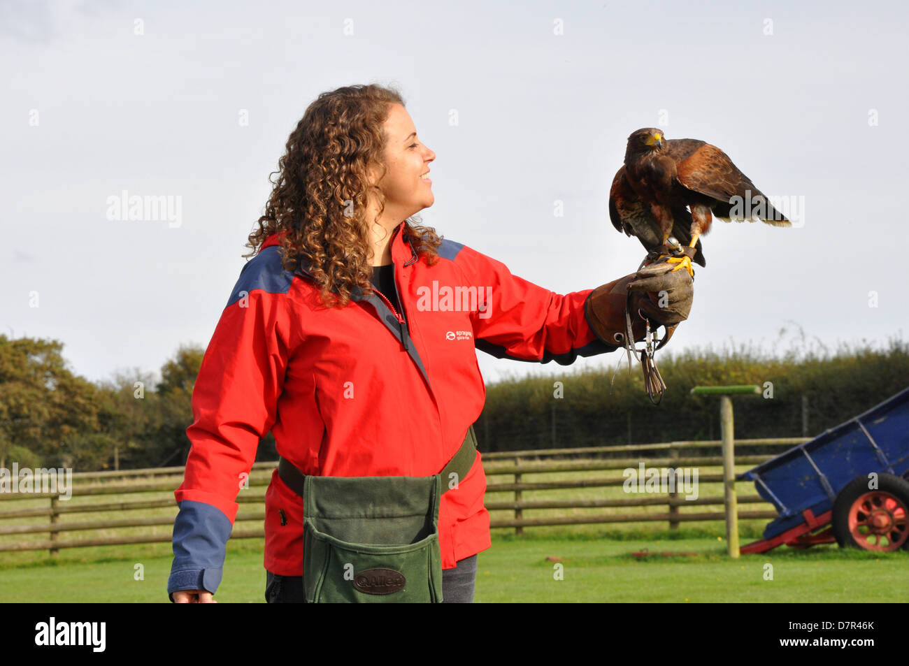 woman flying birds of prey Stock Photo - Alamy