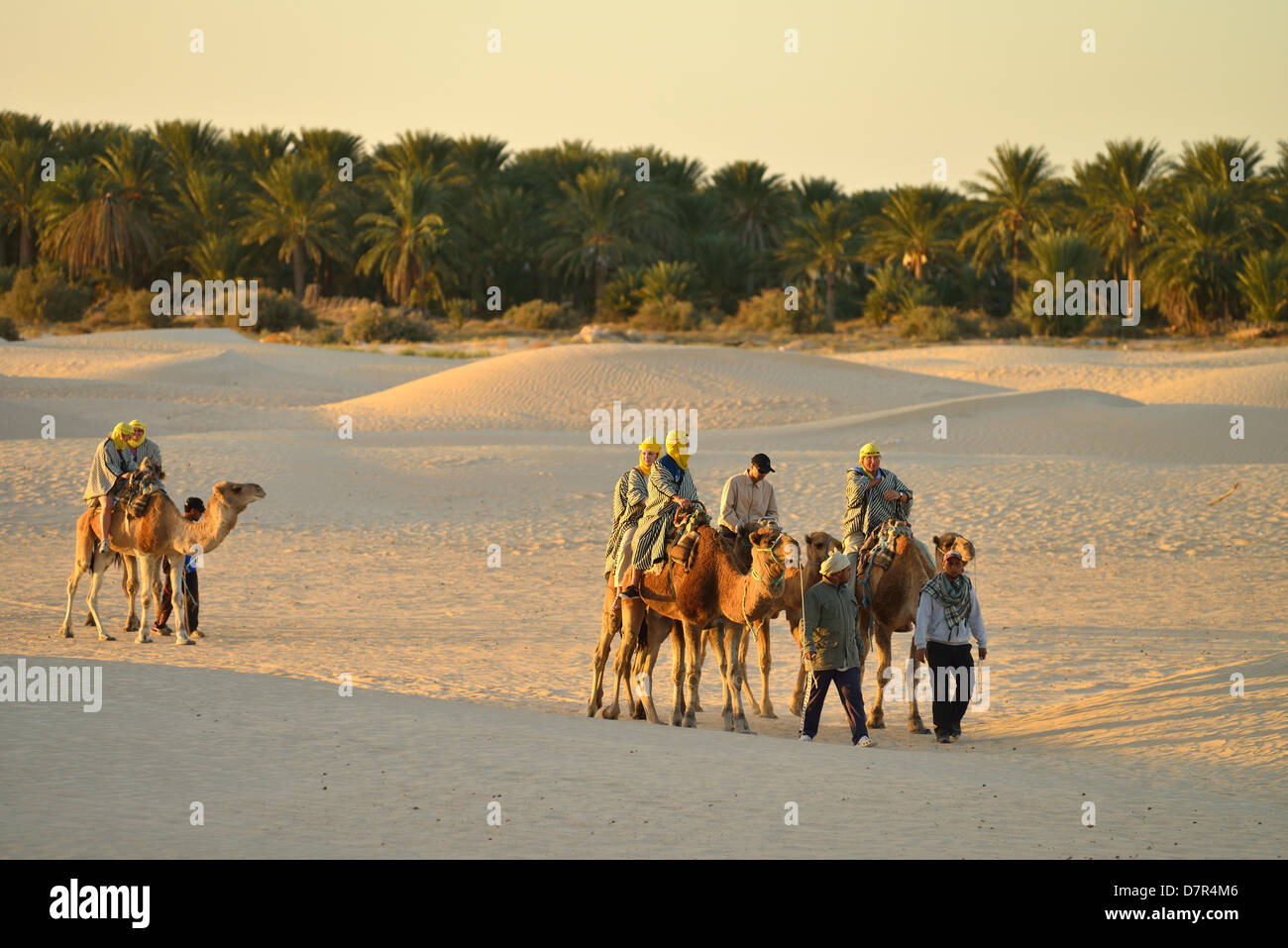 Date douz oasis tunisia hi-res stock photography and images - Alamy