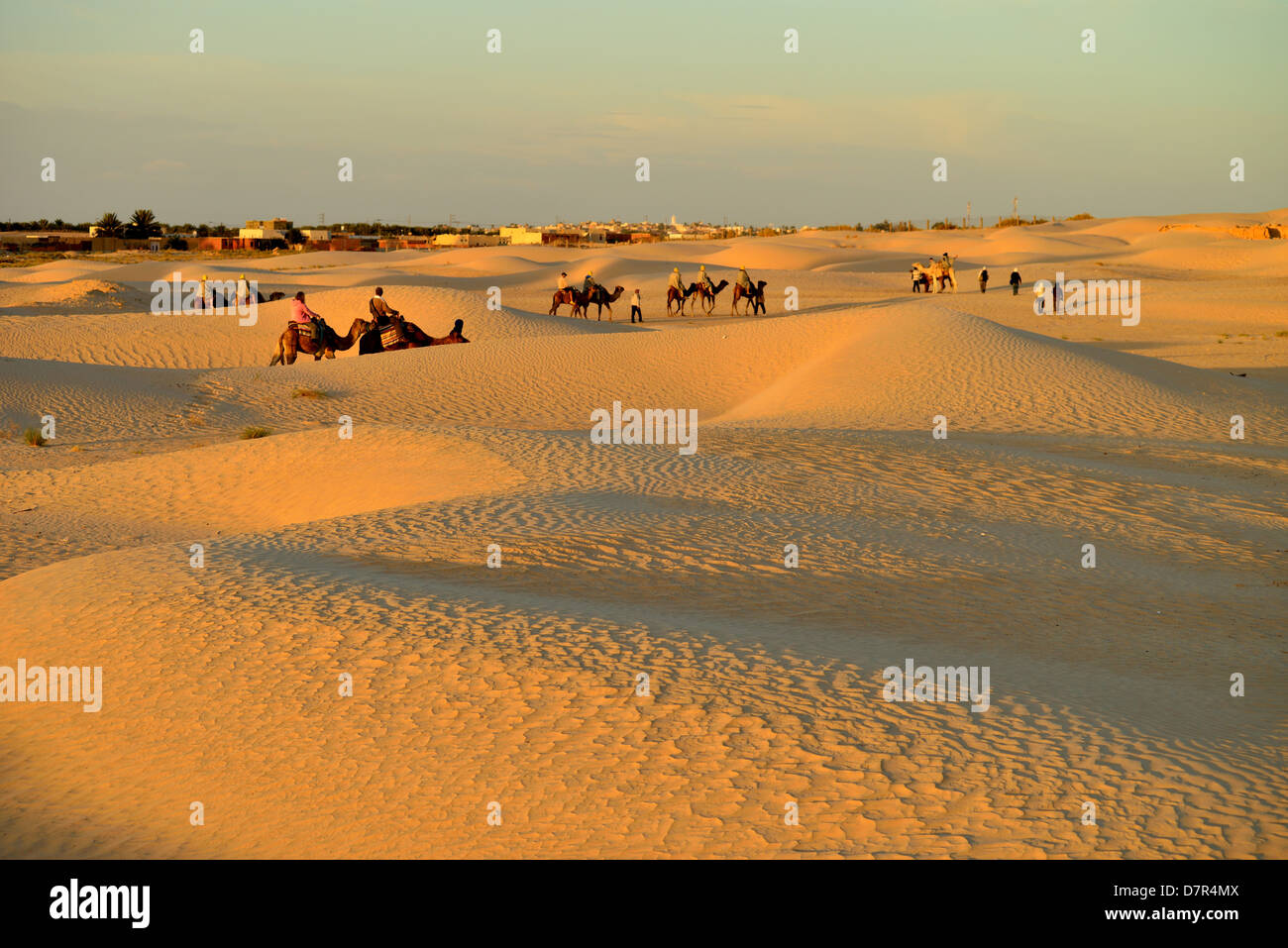 Date douz oasis tunisia hi-res stock photography and images - Alamy