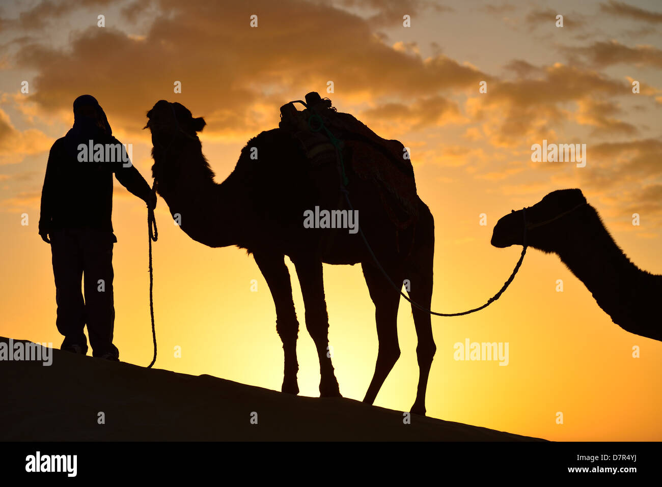 Camels dromedaries in the desert hi-res stock photography and images ...