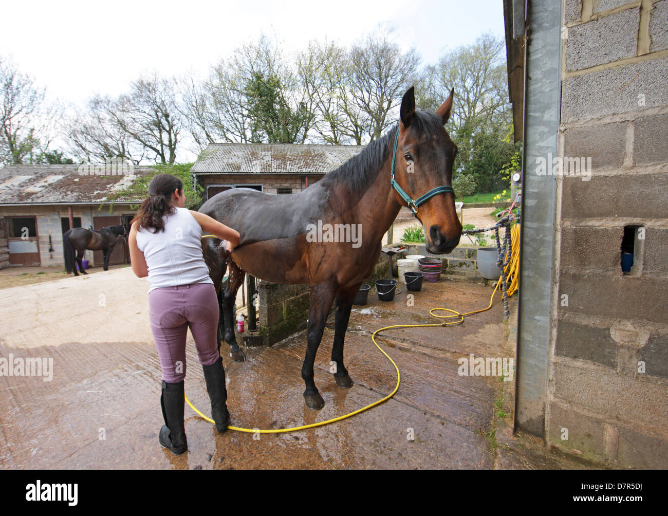 Country stable yard activity and keeping horses Stock Photo - Alamy