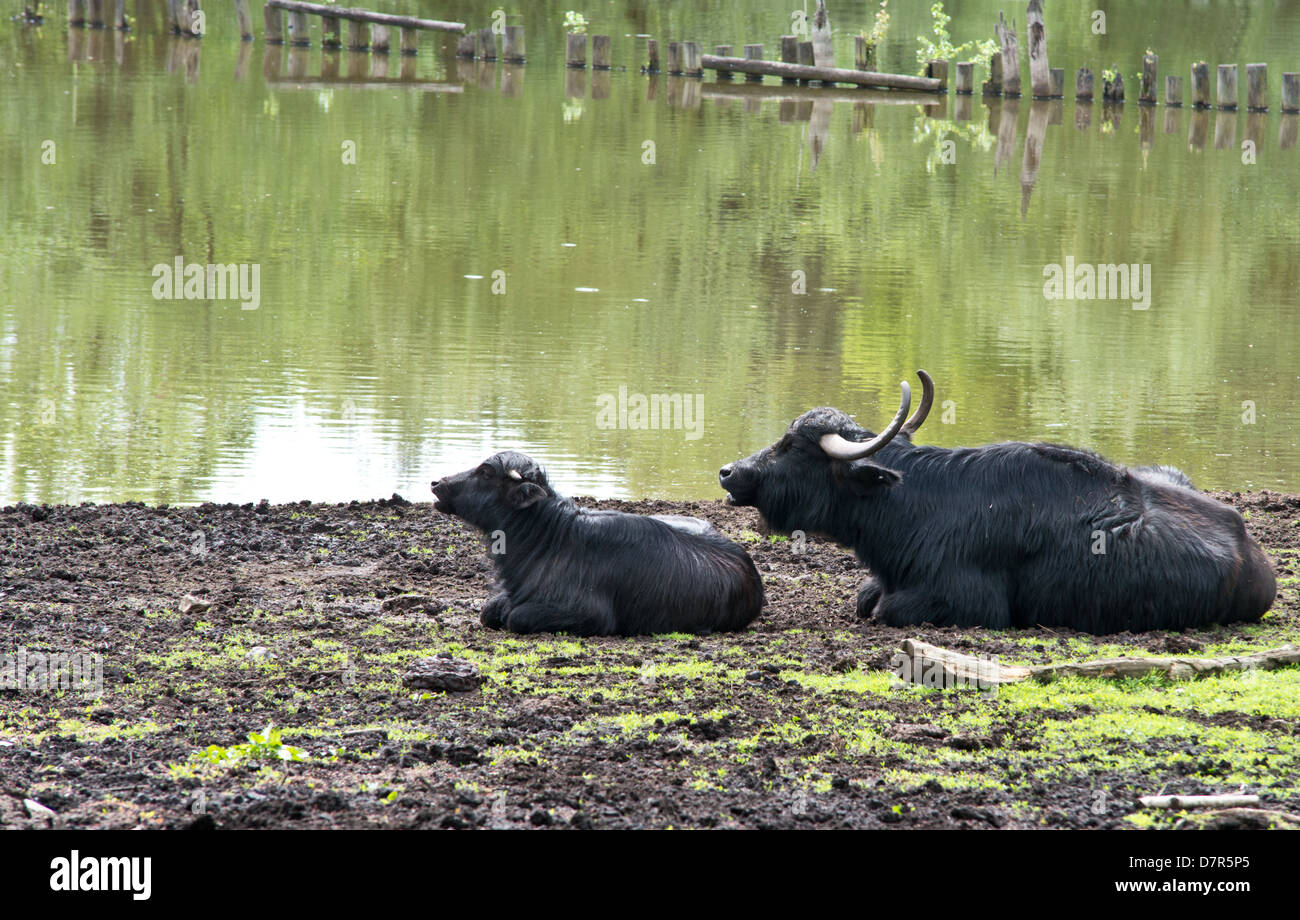 buffalo in zoological garden Stock Photo - Alamy
