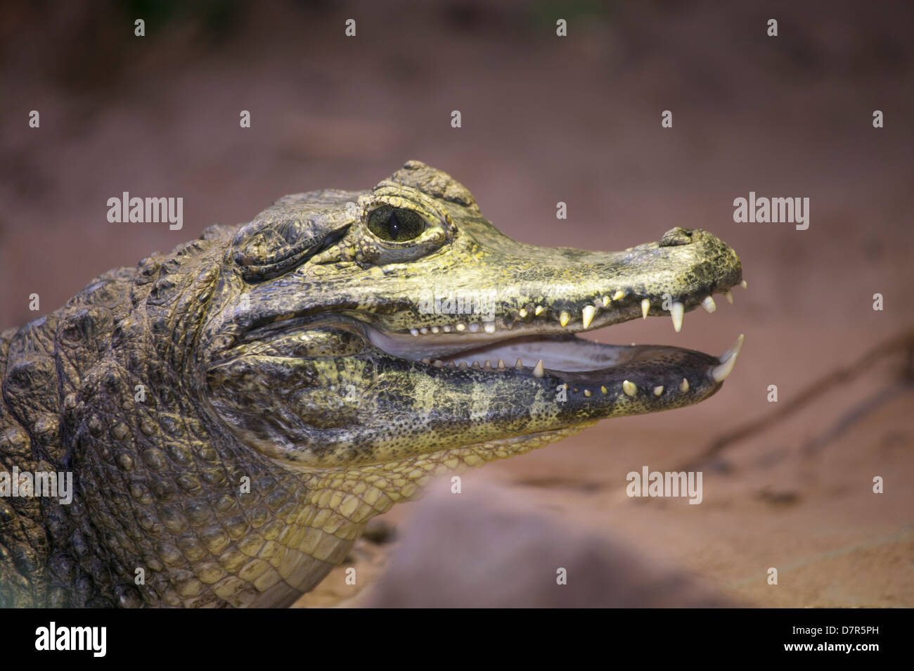 Angry caiman hi-res stock photography and images - Alamy