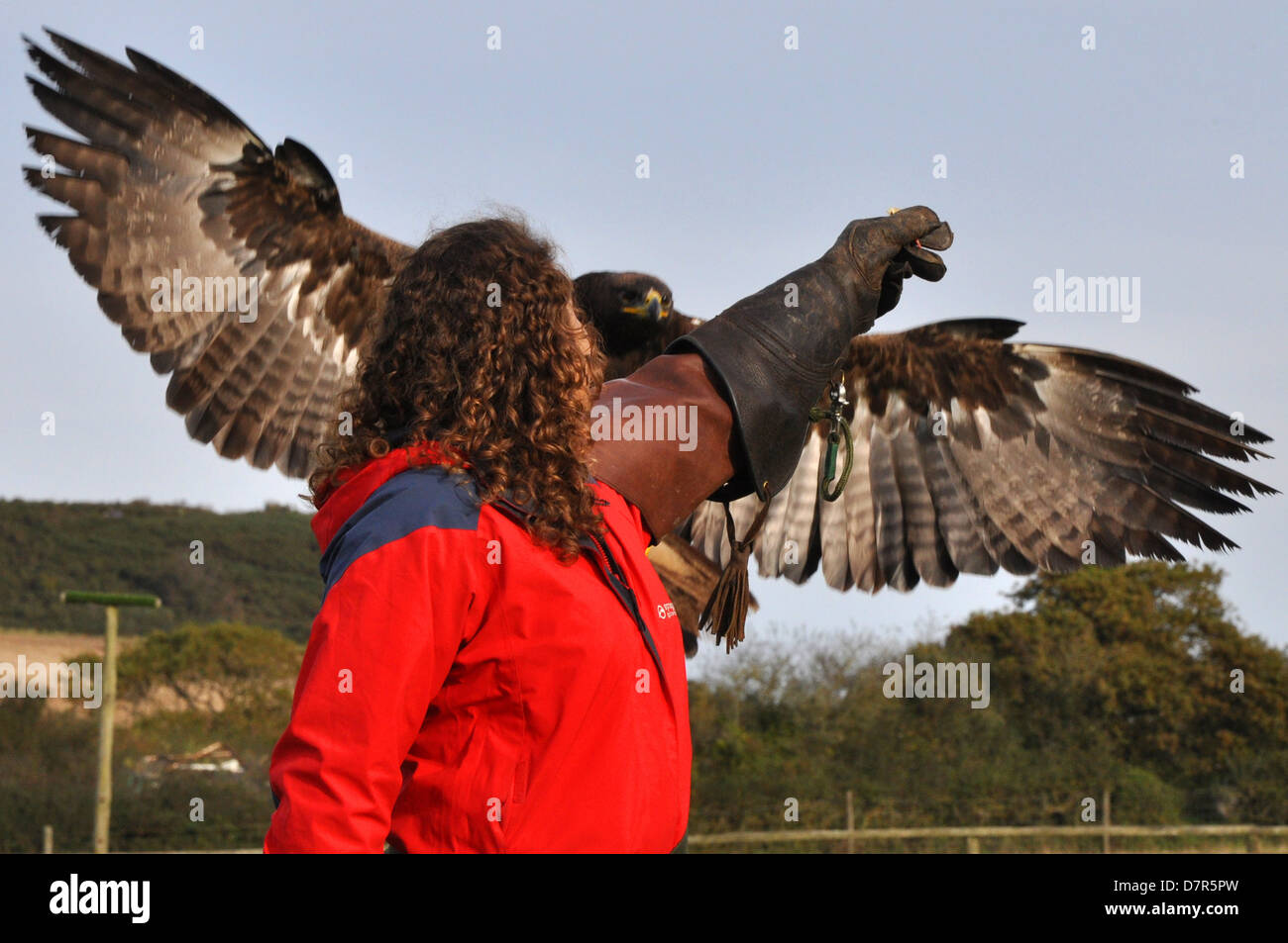 woman flying birds of prey Stock Photo - Alamy