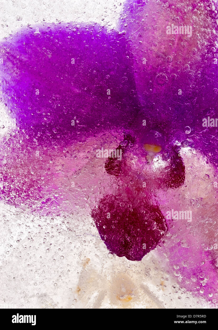Phalaenopsis orchid in ice Stock Photo - Alamy