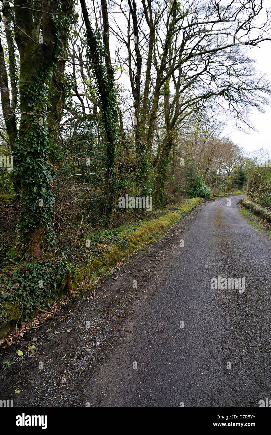 Empty treelined road hi-res stock photography and images - Alamy