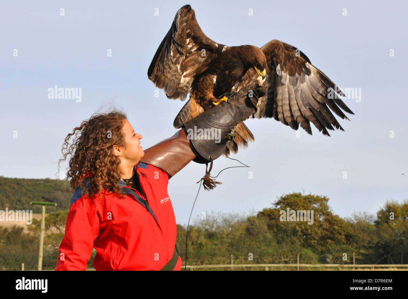 woman flying birds of prey Stock Photo - Alamy
