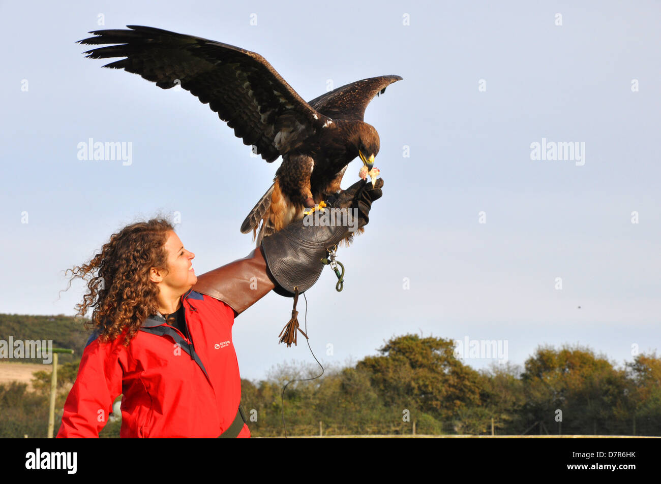 woman flying birds of prey Stock Photo - Alamy