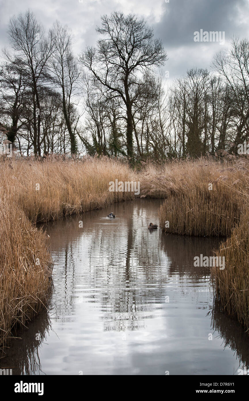 Swamp area hi-res stock photography and images - Alamy