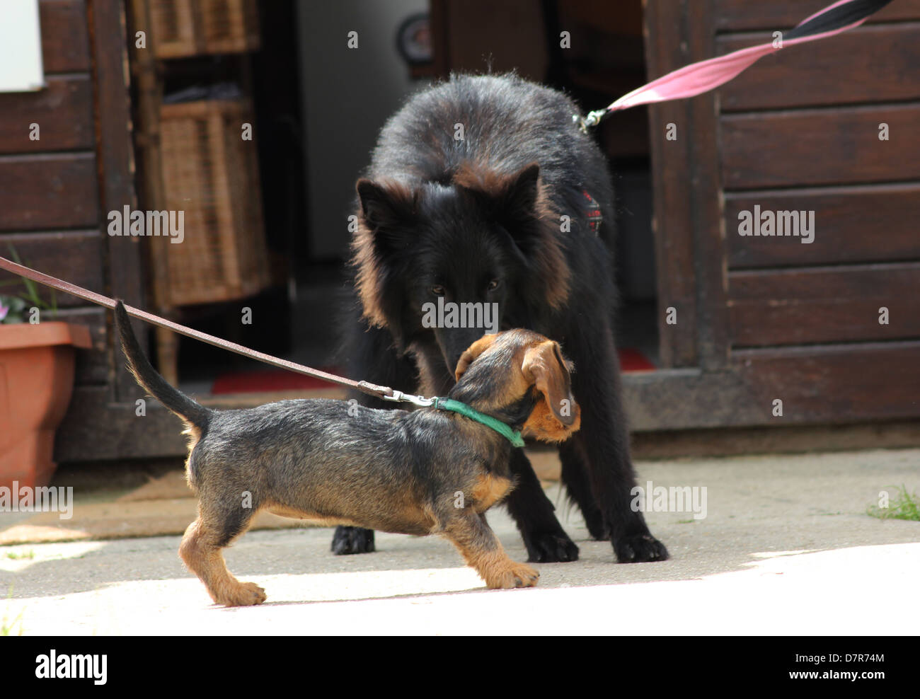 David and Goliath : a belgian shepherd searches for his prey Stock ...