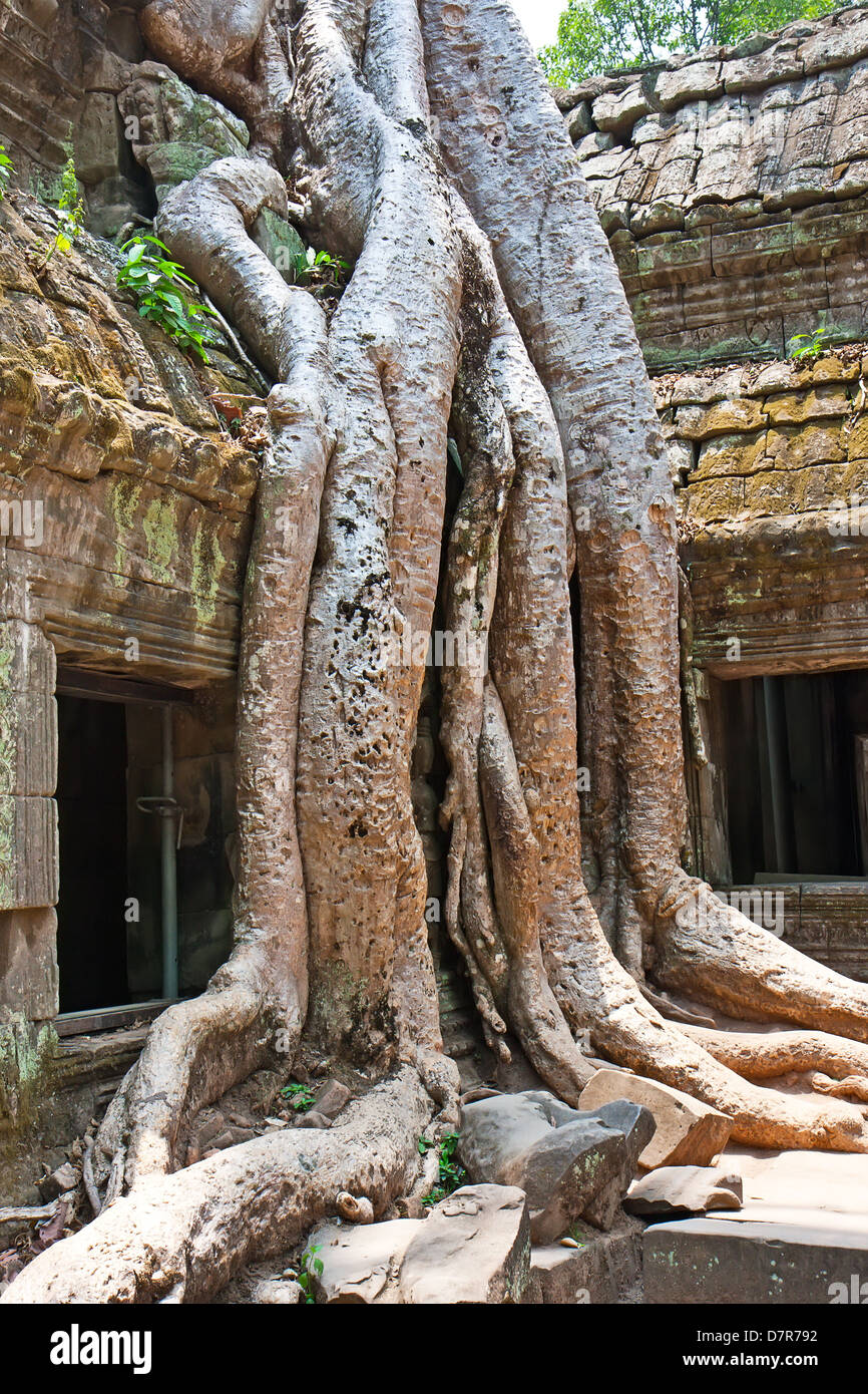 Giant tree growing over the ancient ruins of Ta Prohm temple in Angkor ...