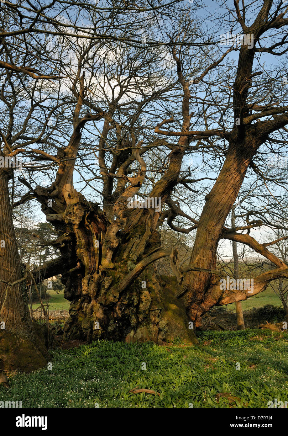The Tortworth Chestnut Tree - Castanea sativa Over 800 years old ...