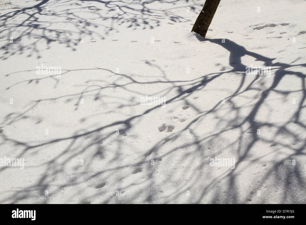 Winter - shadows of the trees in the snow Stock Photo - Alamy