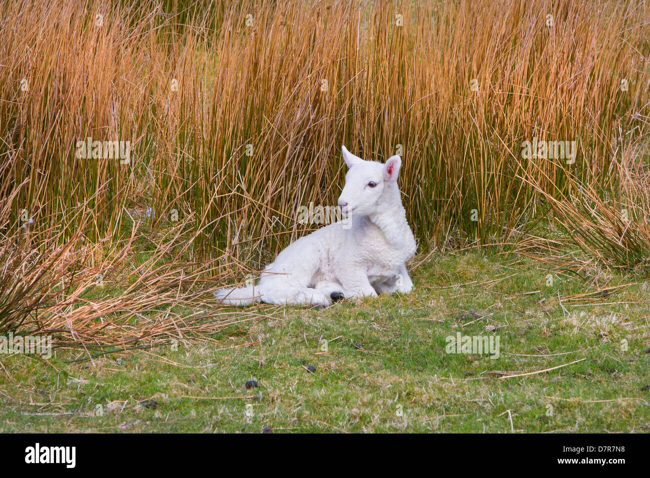 A Scottish Lamb Stock Photo - Alamy