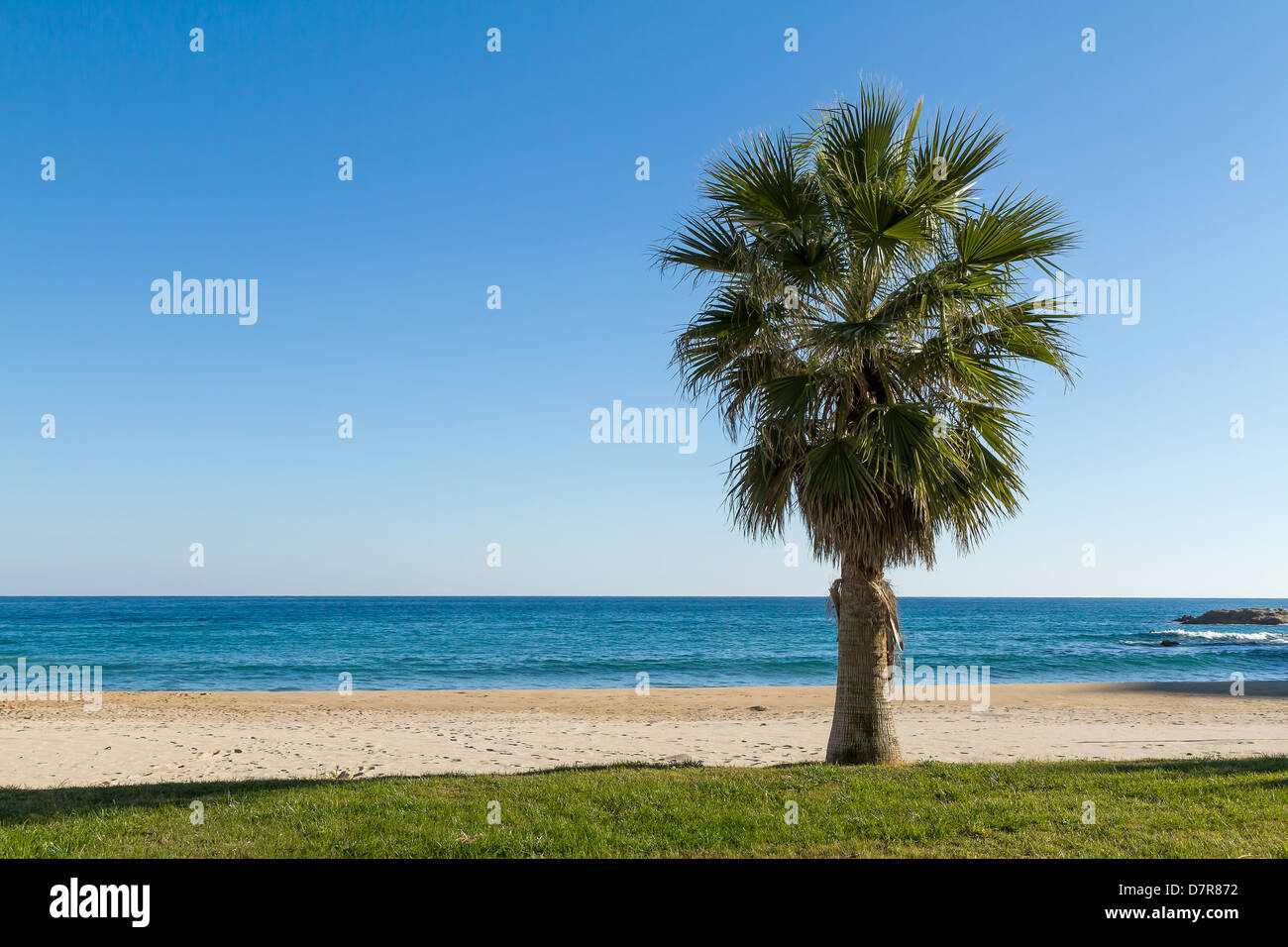 Beautiful palm tree on the beach Stock Photo - Alamy