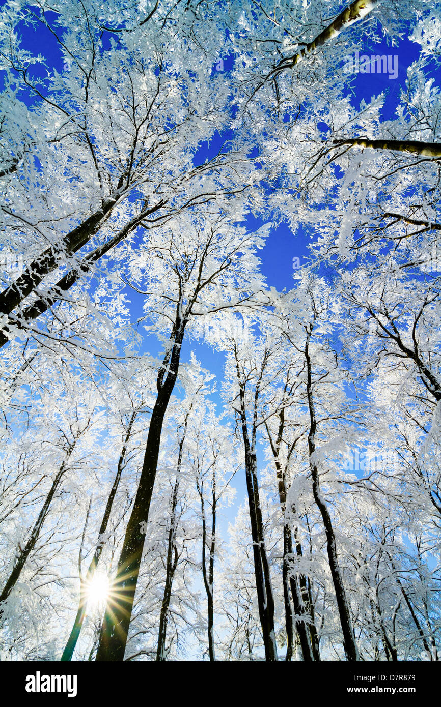 Frosted theme hi-res stock photography and images - Alamy