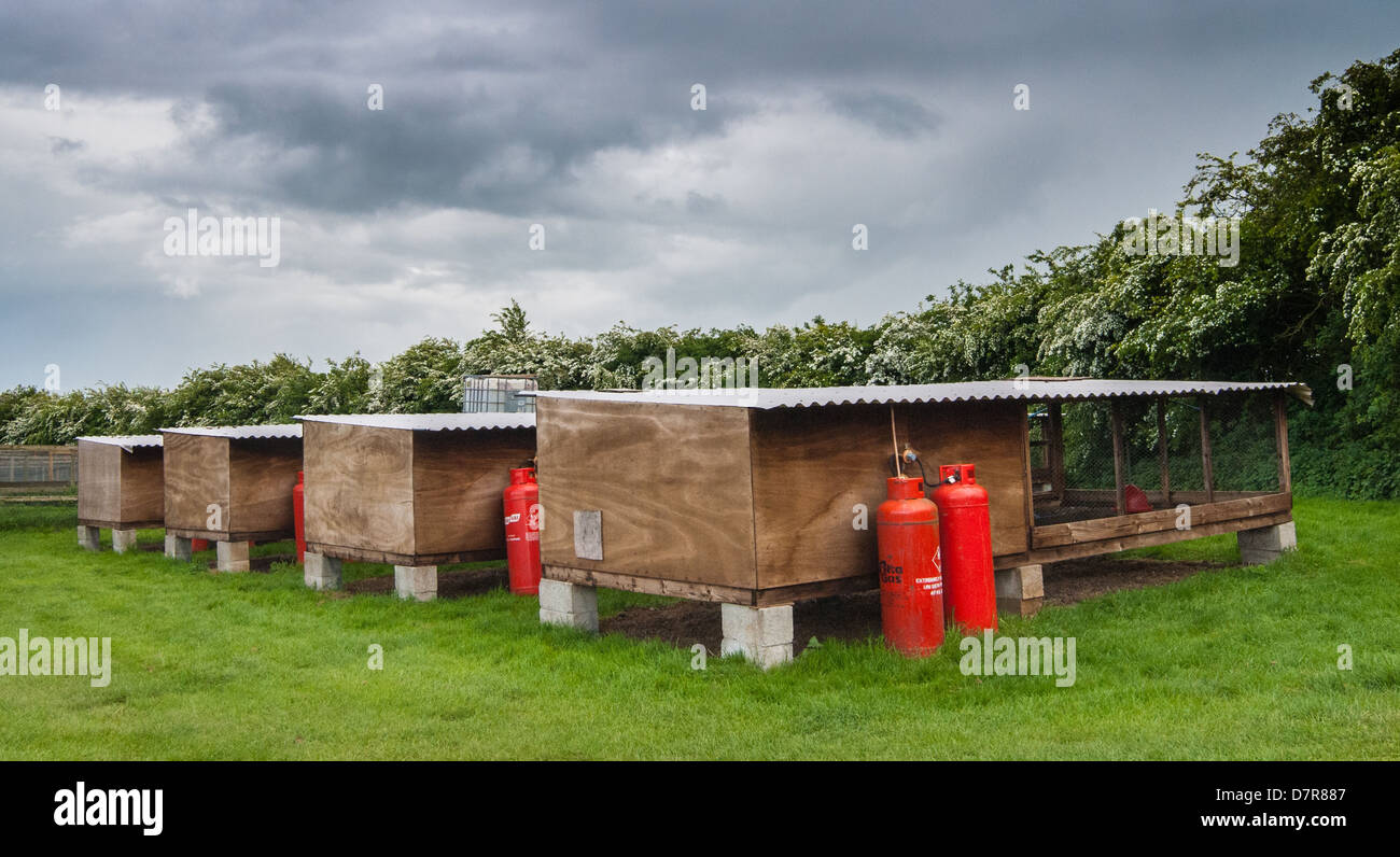 Game, pheasant and partridge, rearing pens in a field Stock Photo - Alamy