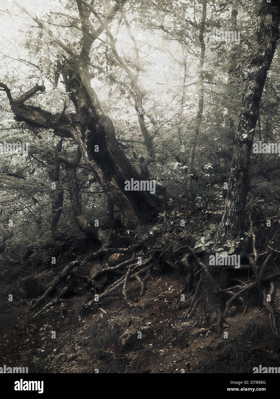 Summer time in the forest, infrared colorized natural backgrounds Stock ...