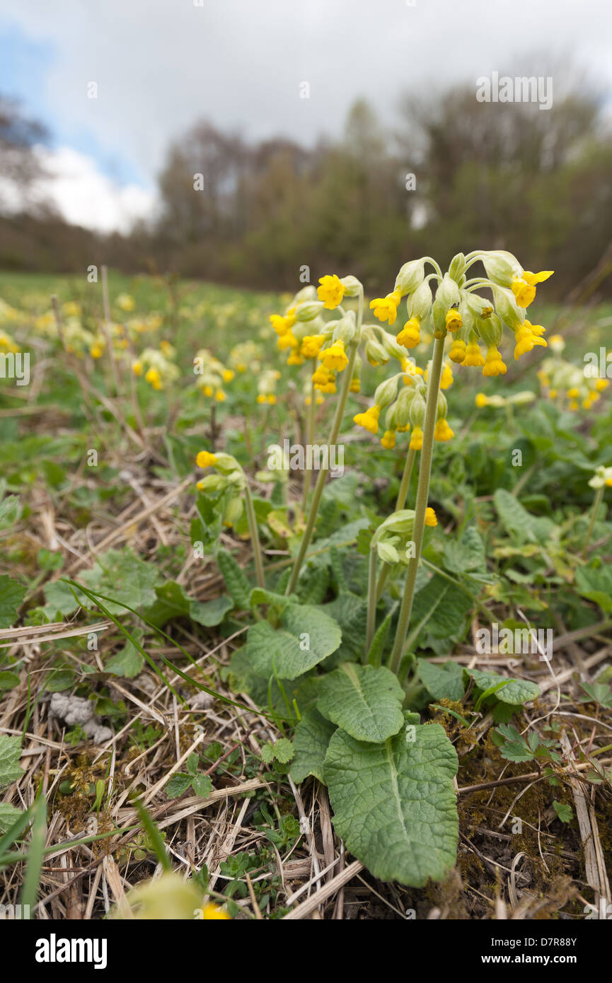 Common Oxlip High Resolution Stock Photography and Images - Alamy