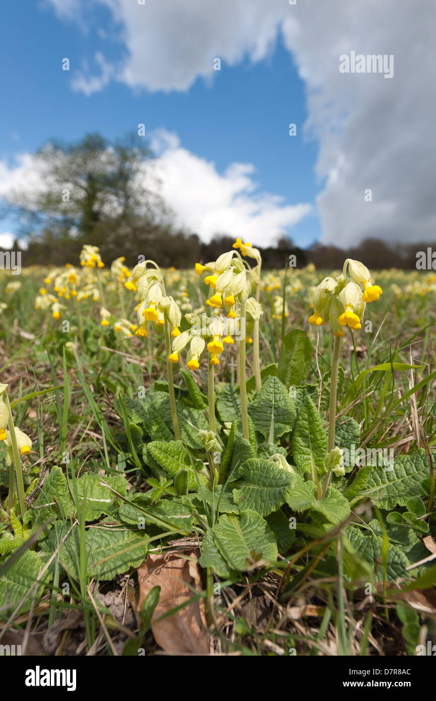Common English cowslip springtime bloom wildflower on south facing ...