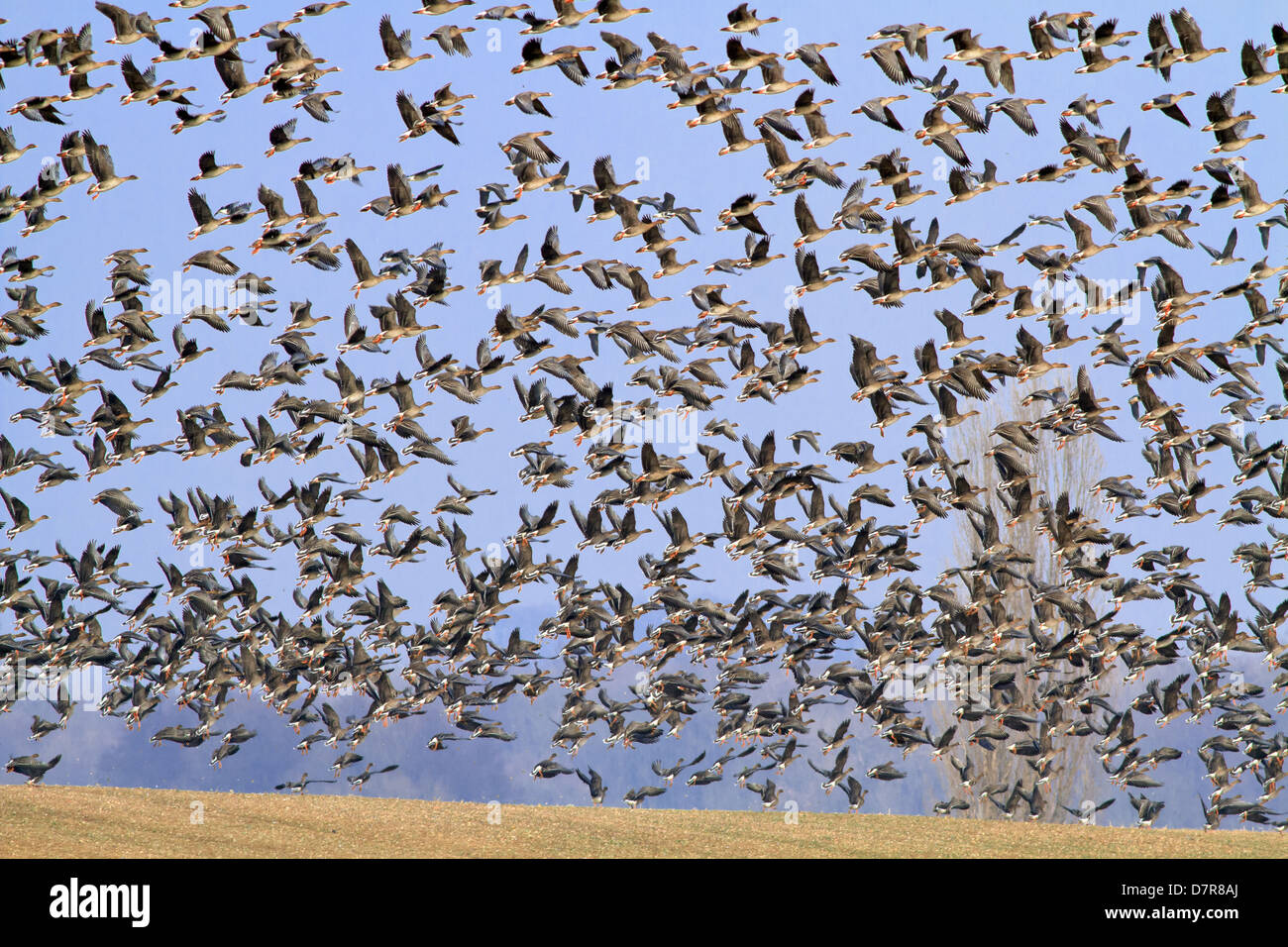 A great flock of wild geese during flights Stock Photo - Alamy