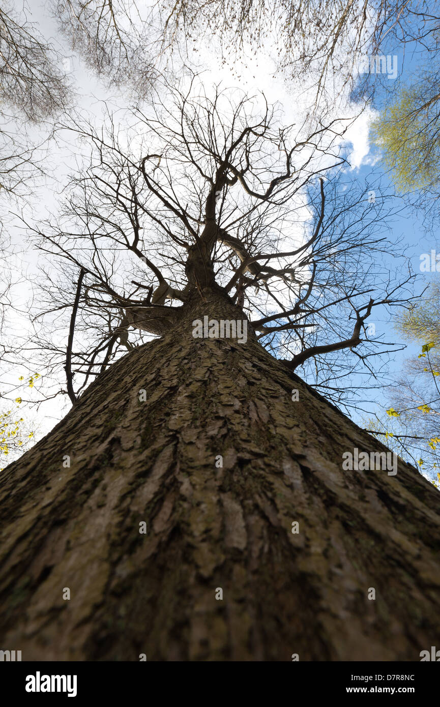 Thick well established tree canopy in protected ancient mature ...