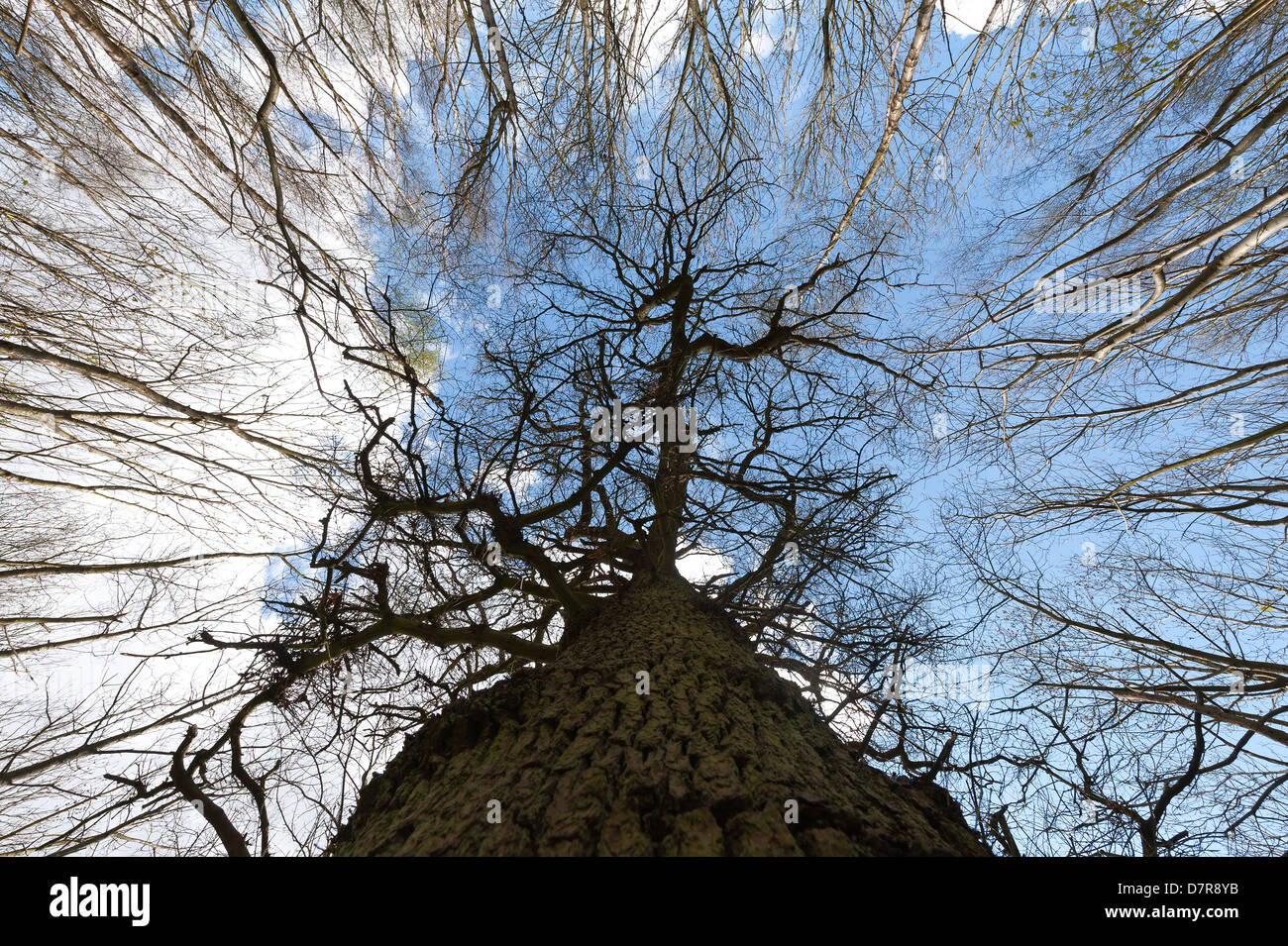 Thick well established tree canopy in protected ancient mature ...