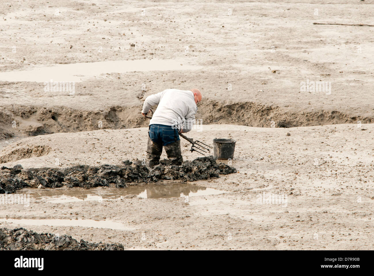 man digging for bait in the mud Stock Photo - Alamy