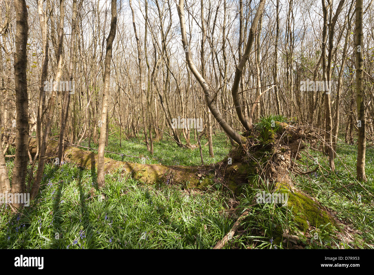 Forest management with pollarded sweet chestnut trees in background ...