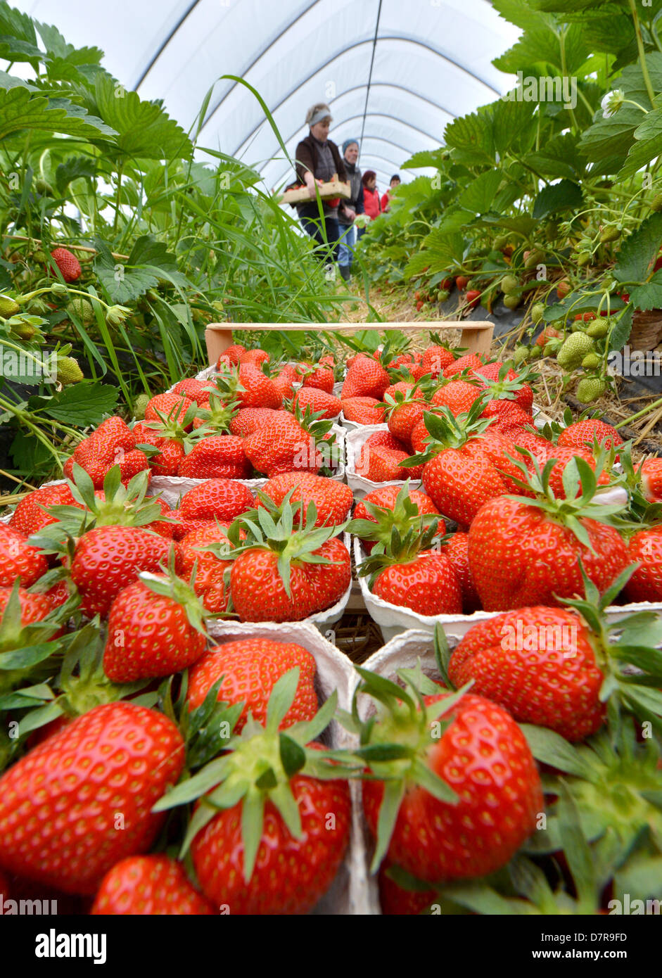 Gross-Umstadt, Germany. 13 May 2013. Strawberries lie on the ground ...