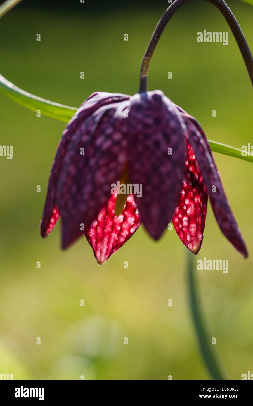 Snakes emerging hi-res stock photography and images - Alamy