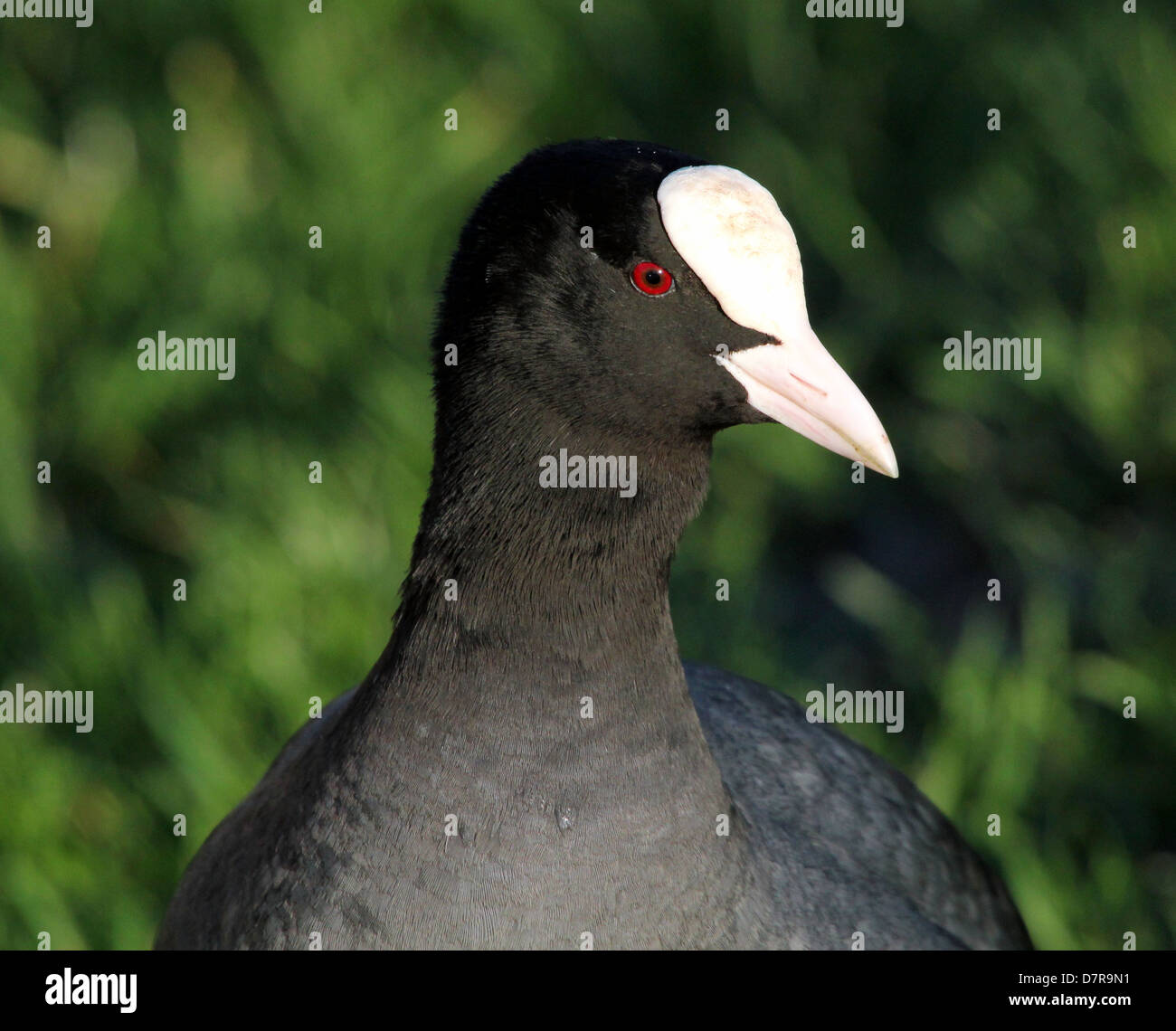 Coot close up head hi-res stock photography and images - Alamy