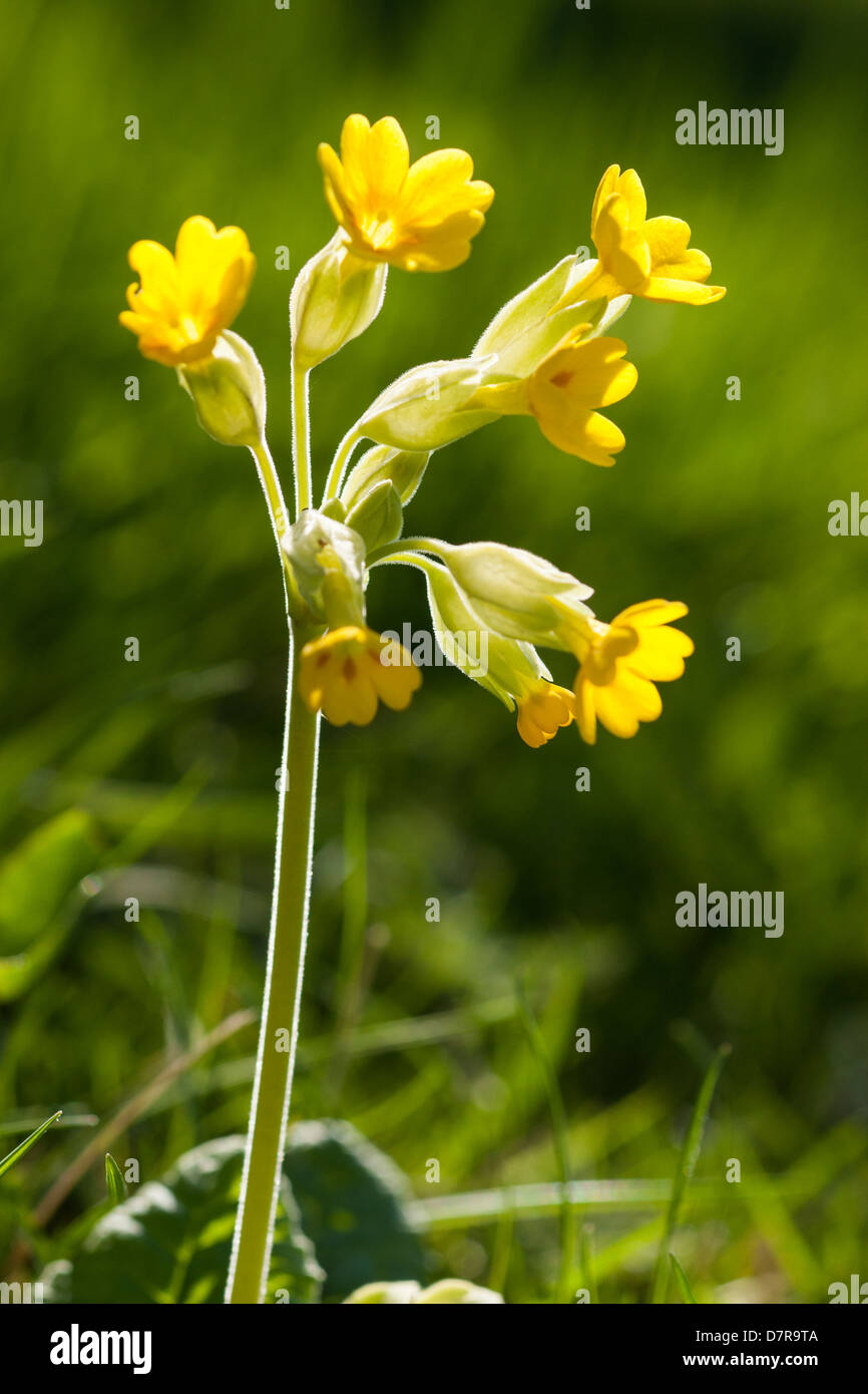 Wild cowslip in a wildflower garden meadow Stock Photo - Alamy