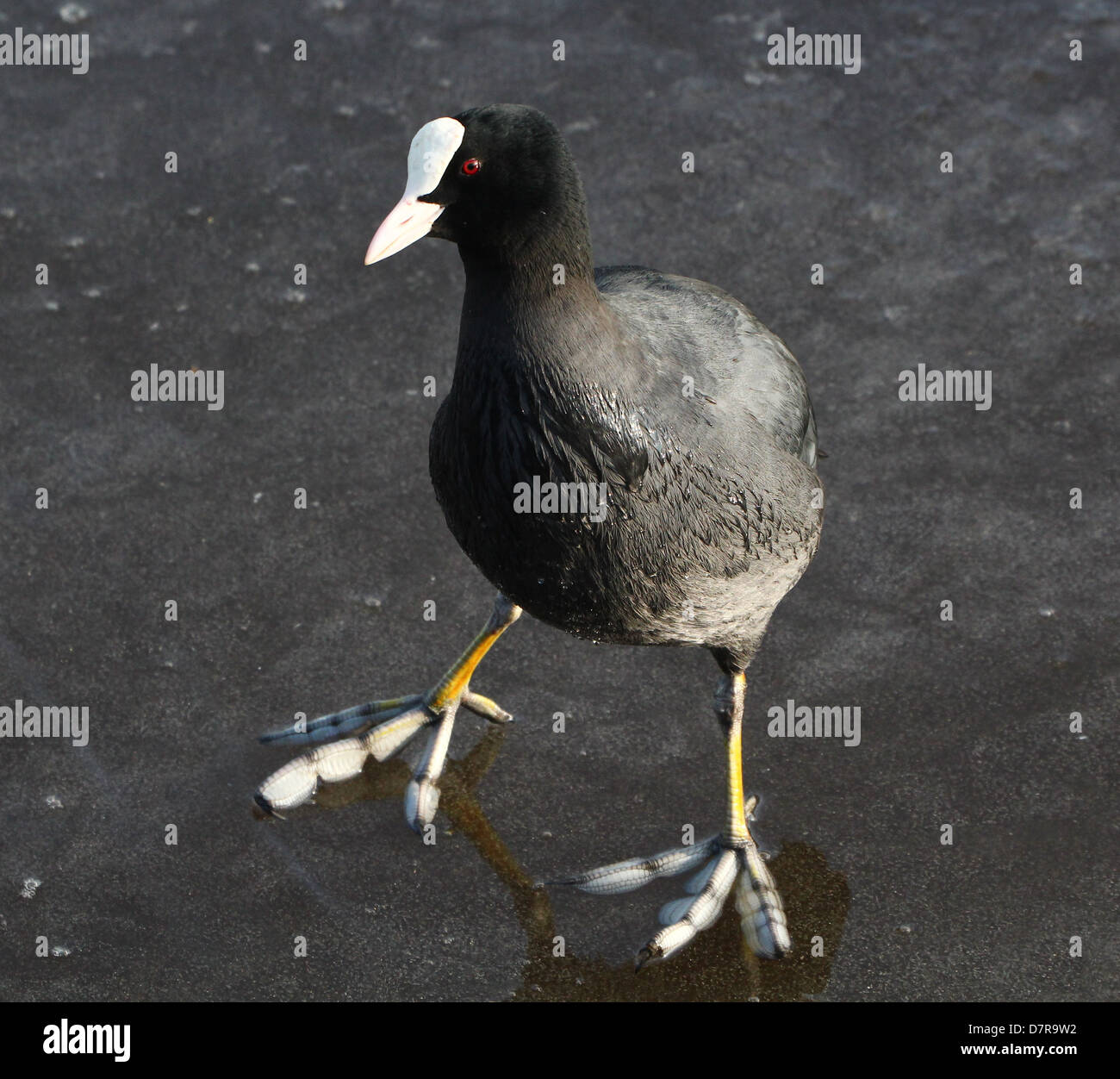 Walking on flippers hi-res stock photography and images - Alamy