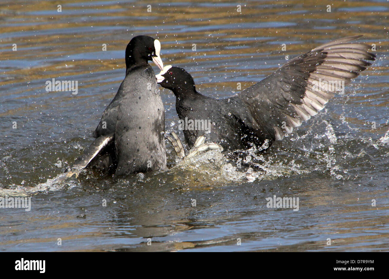 Coots Fighting With Their Feet High Resolution Stock Photography and ...
