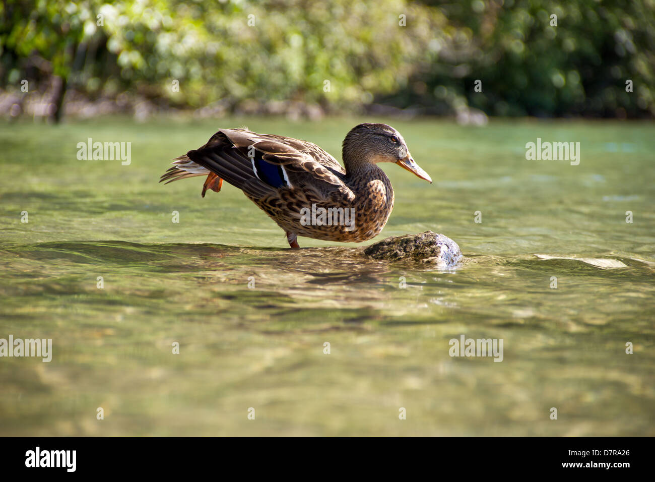 Mallard duck stretching hi-res stock photography and images - Alamy